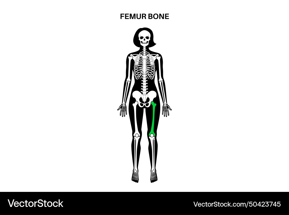 Femur bone anatomy Royalty Free Vector Image - VectorStock