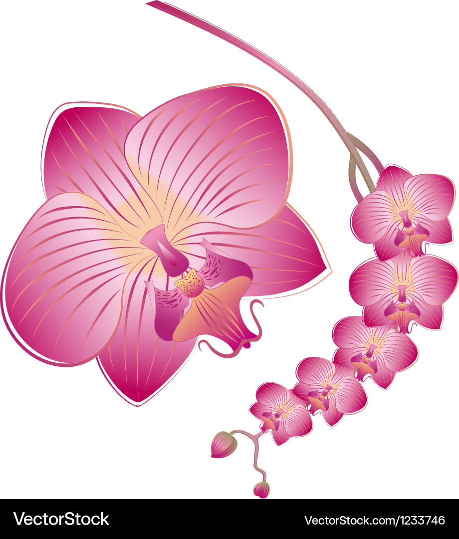 Elegant Pink Orchid Blossom Royalty Free Vector Image
