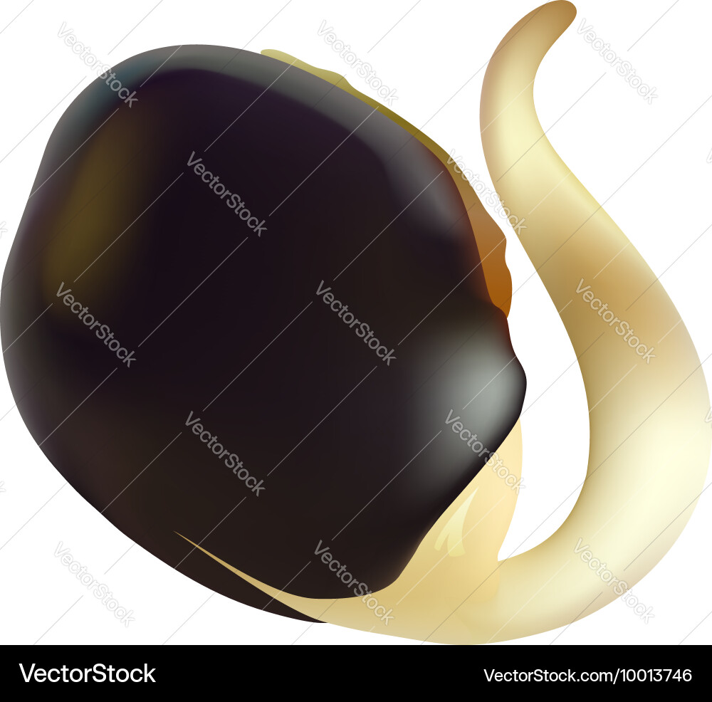 Seed Royalty Free Vector Image - VectorStock