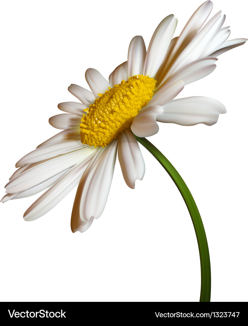 Chamomile Flower Royalty Free Vector Image - VectorStock