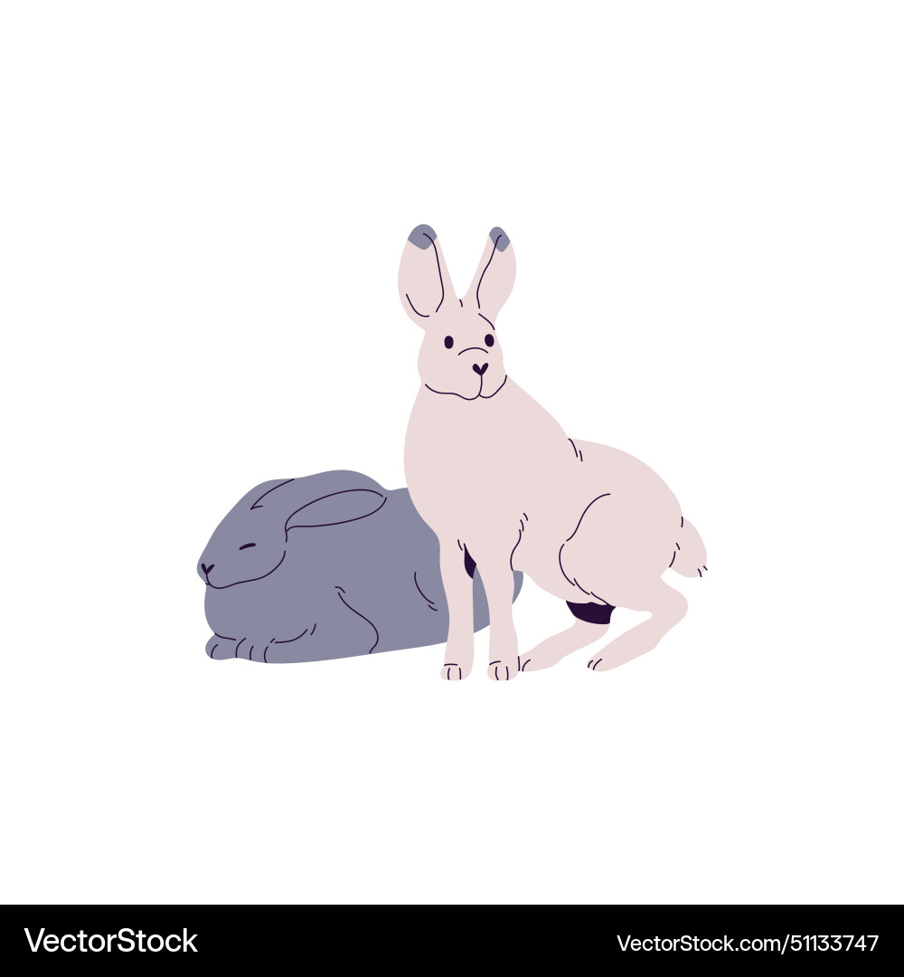 Wild antarctic rabbits cute pair of arctic hare Vector Image