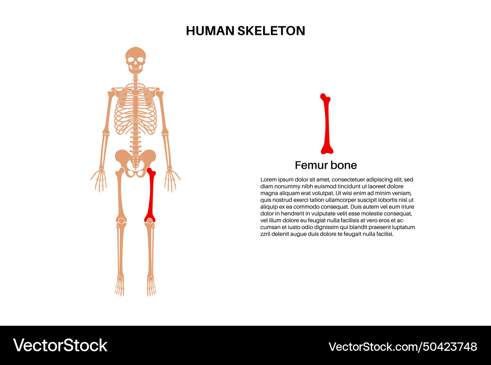 Femur bone anatomy Royalty Free Vector Image - VectorStock