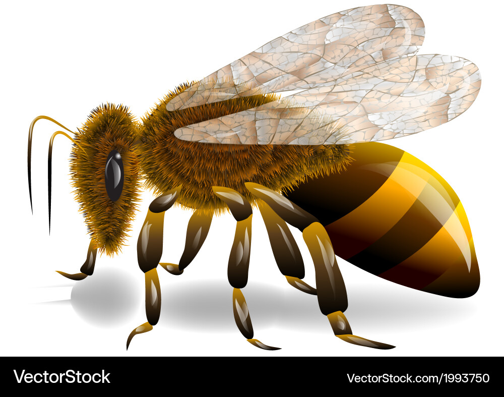 Bee Royalty Free Vector Image - VectorStock