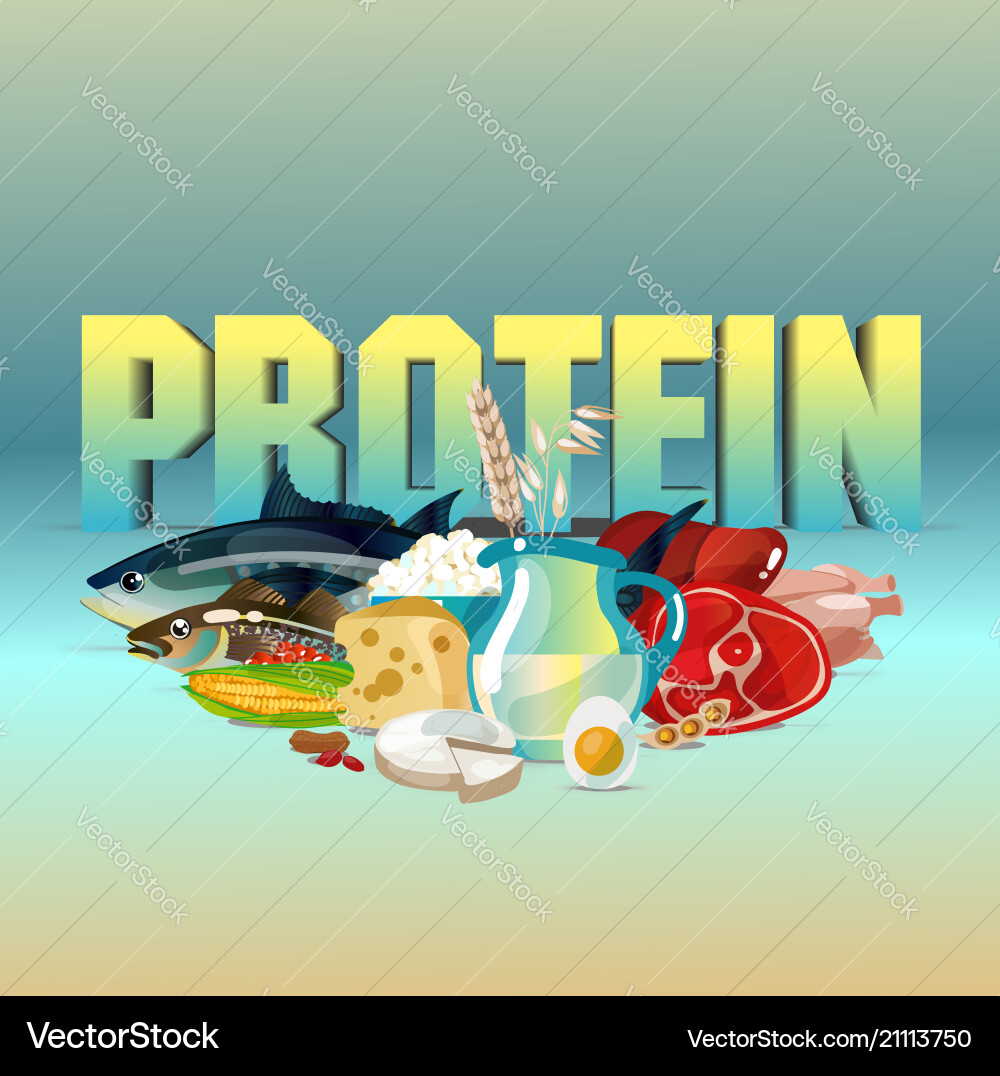 Protein nutrition Royalty Free Vector Image - VectorStock