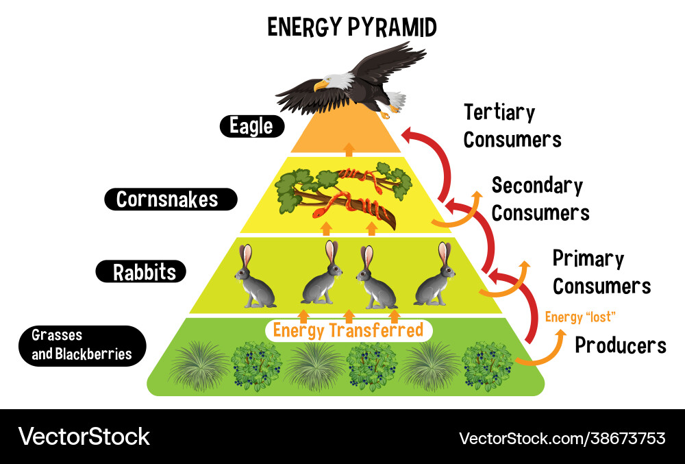 Diagram showing energy pyramid for education Vector Image