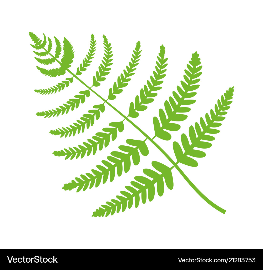 Fern plant big green leaf Royalty Free Vector Image