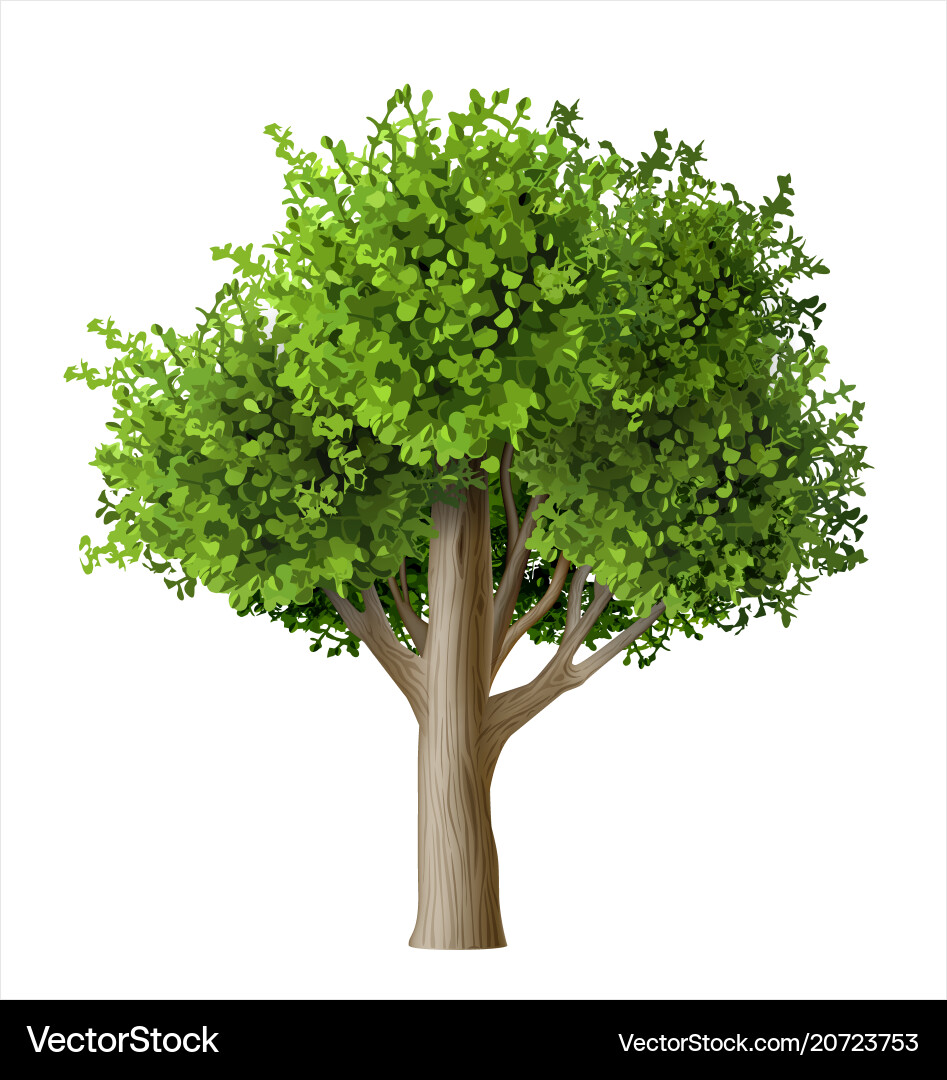Realistic tree with leaves Royalty Free Vector Image