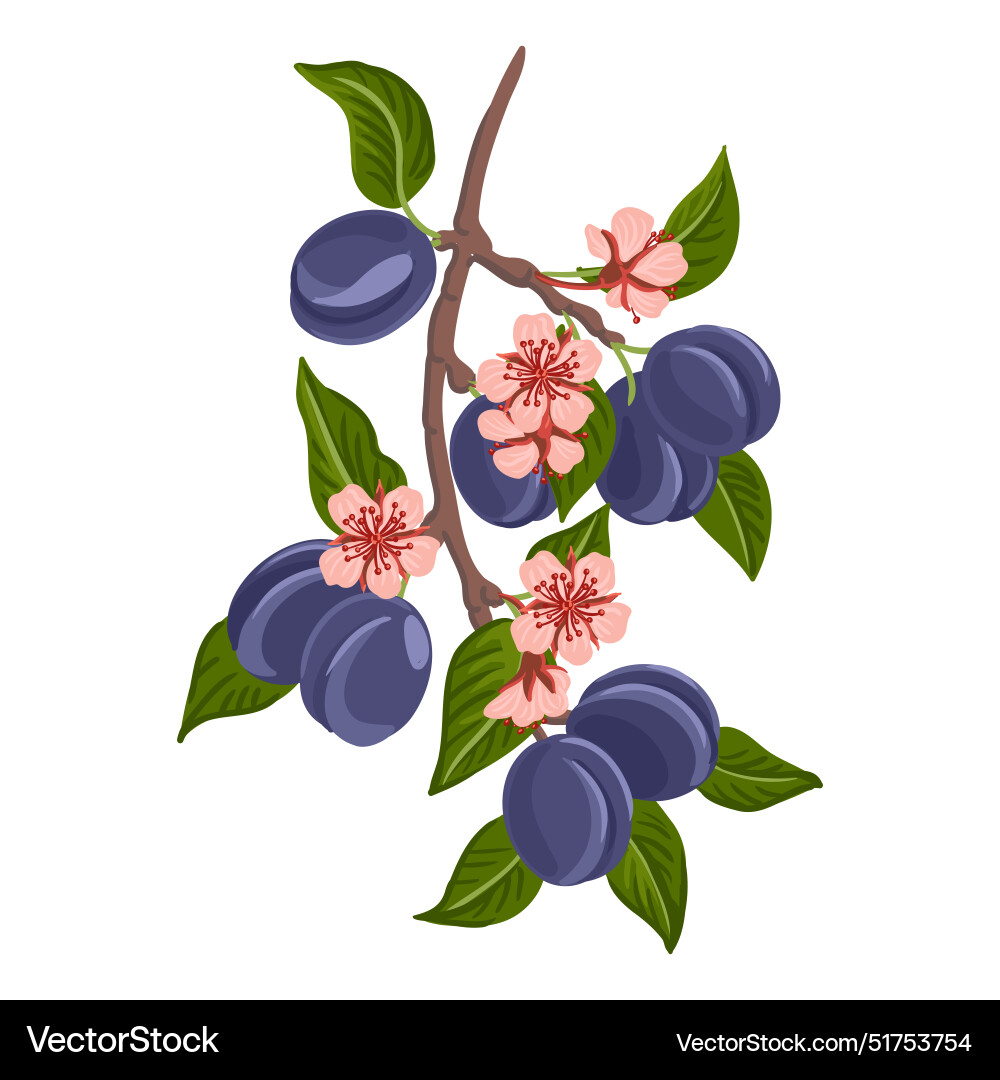 Drawing plum tree branch Royalty Free Vector Image