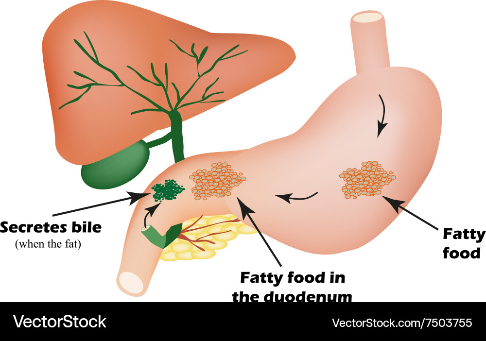 Digestive System & Bile – Royalty-Free Vector | VectorStock