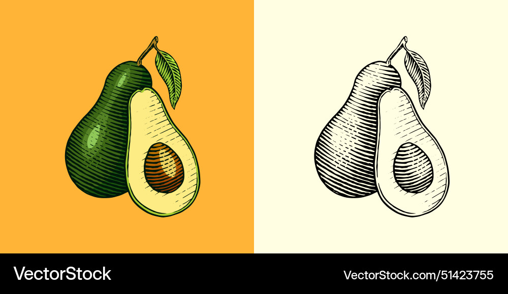 Tropical Avocado Evergreen Fruit Plant Isolated Vector Image
