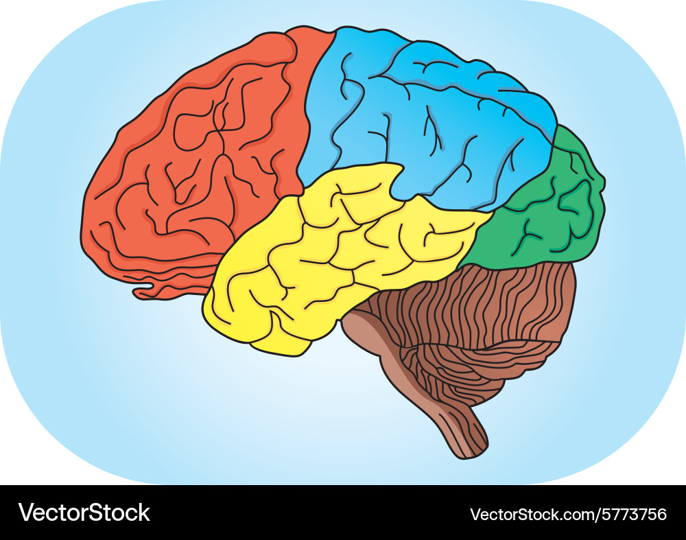 Human brain Royalty Free Vector Image - VectorStock