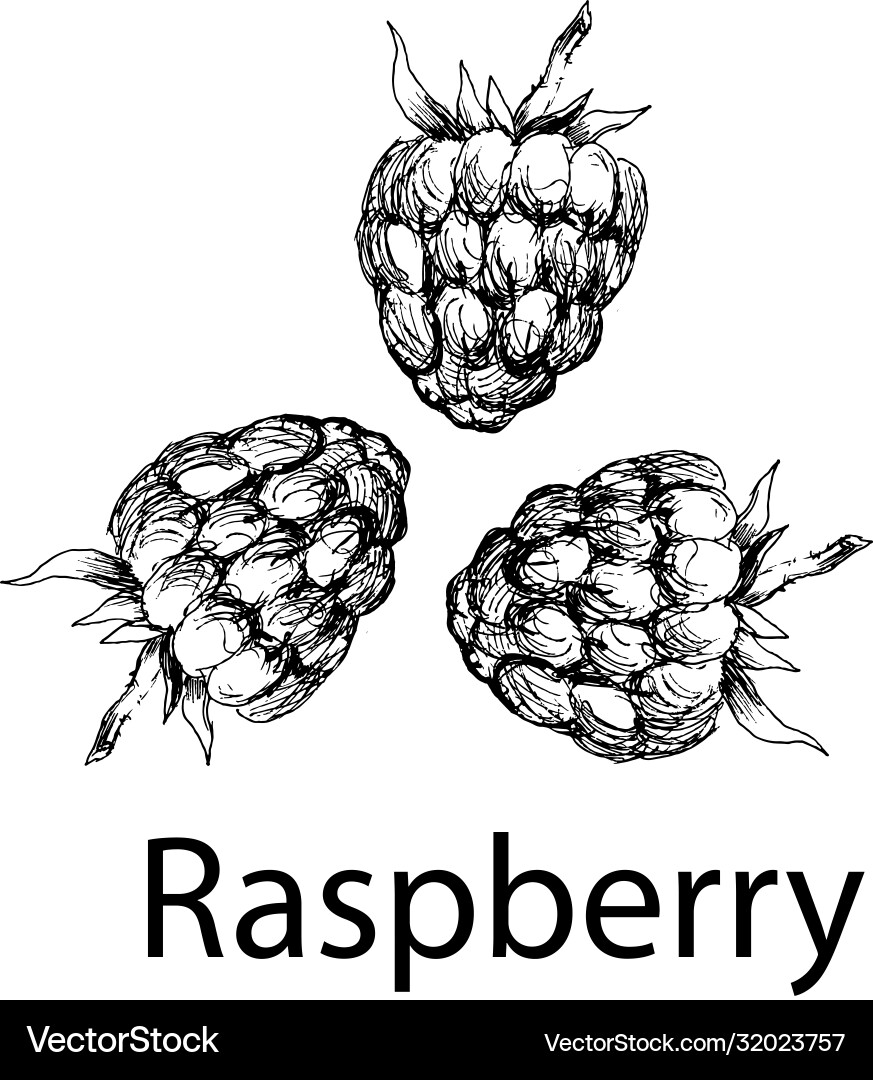 Monochrome raspberry logo many similarities Vector Image