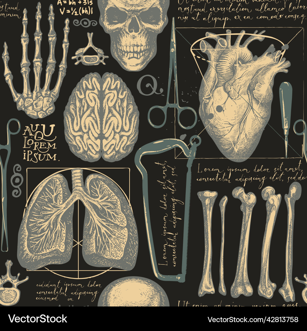 Anatomy seamless pattern with human skulls Vector Image