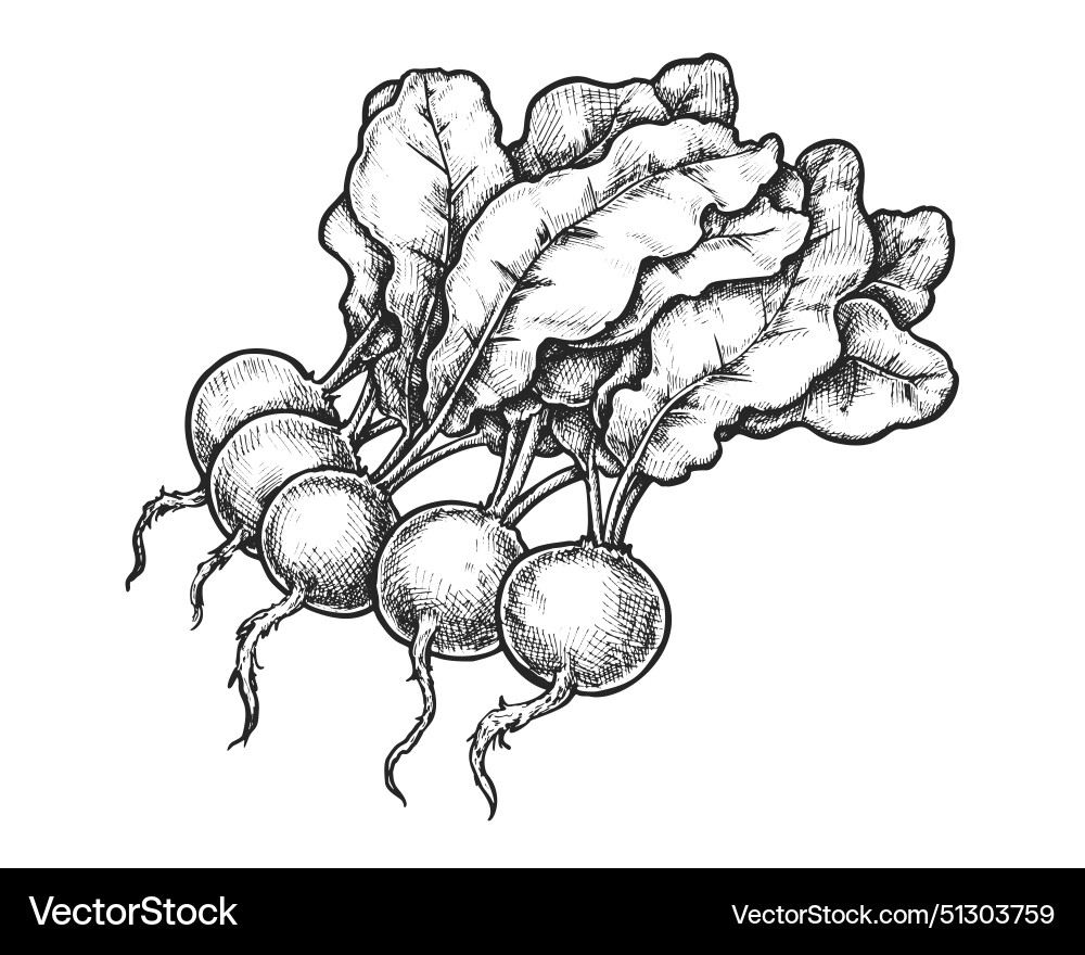 Realistic drawn radish vegetable sketch Royalty Free Vector