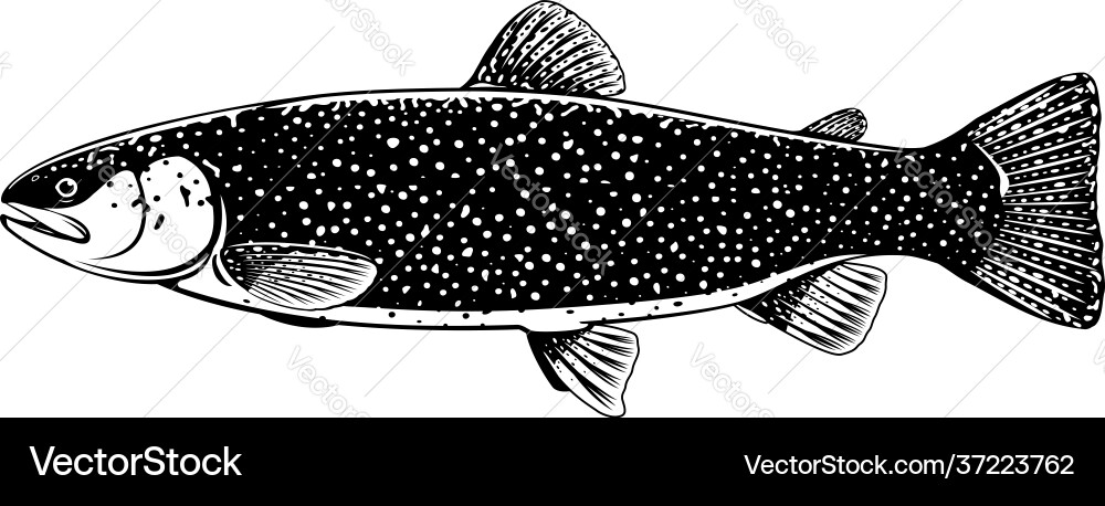Lake trout fish black and white Royalty Free Vector Image