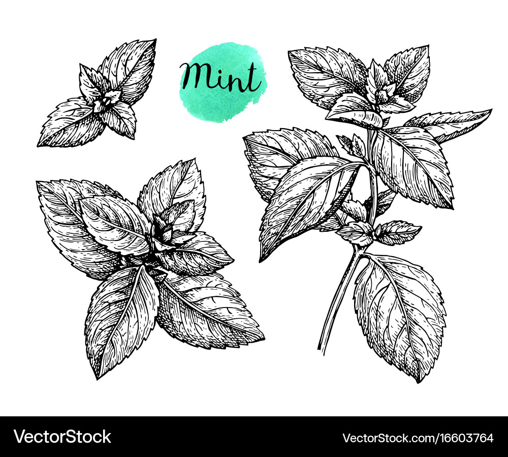 Ink sketch of mint Royalty Free Vector Image - VectorStock