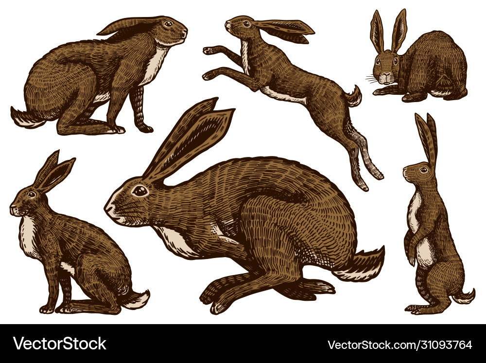 Wild hares set rabbits are sitting and jumping Vector Image