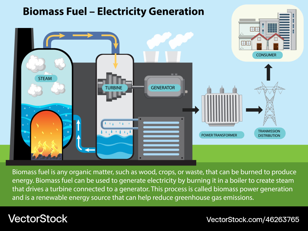 Biomass Energy Process Five Facts You Need To Know About Biomass