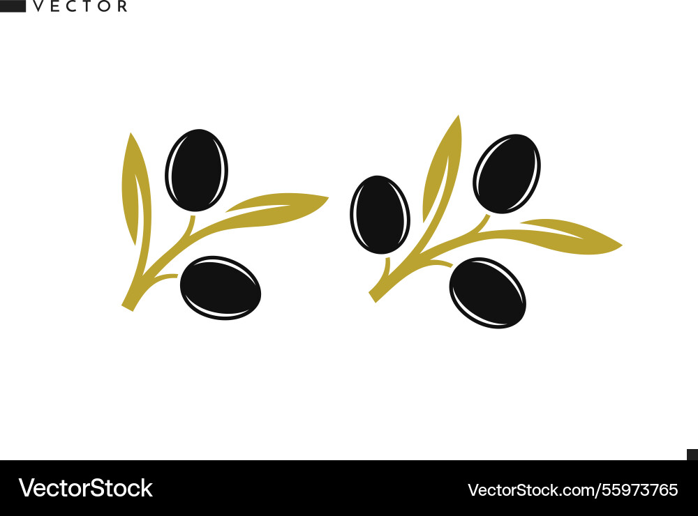 Black olives Royalty Free Vector Image - VectorStock