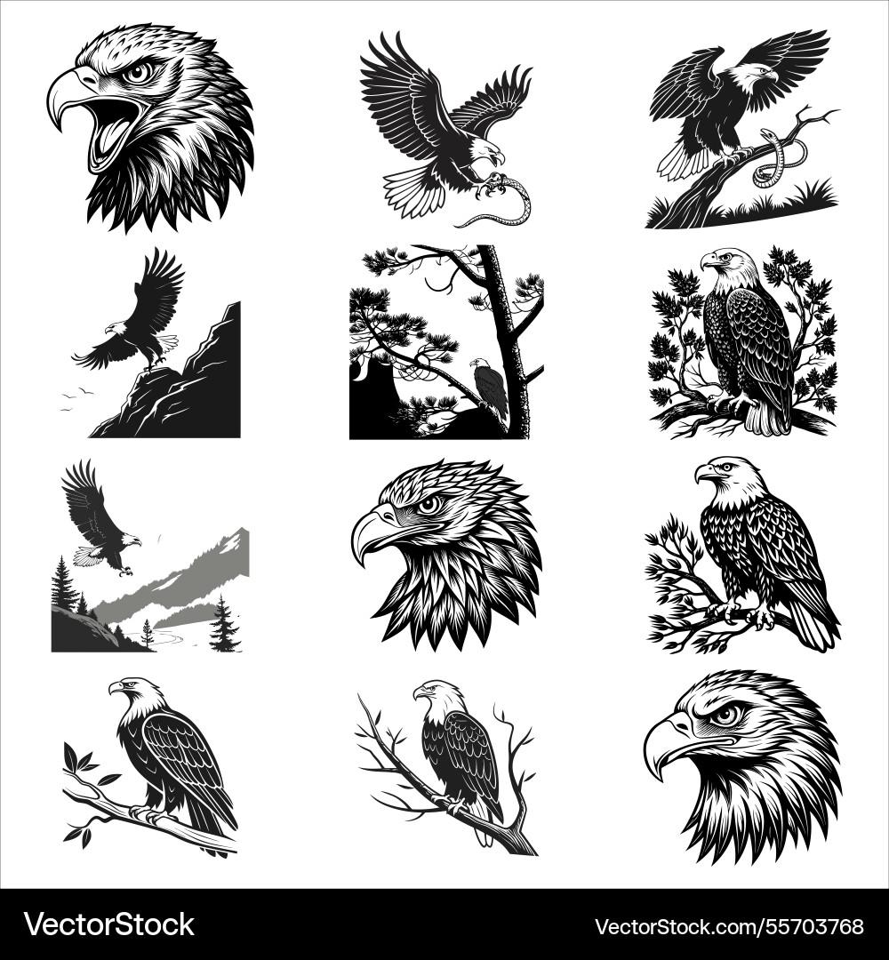 Bald eagle Royalty Free Vector Image - VectorStock