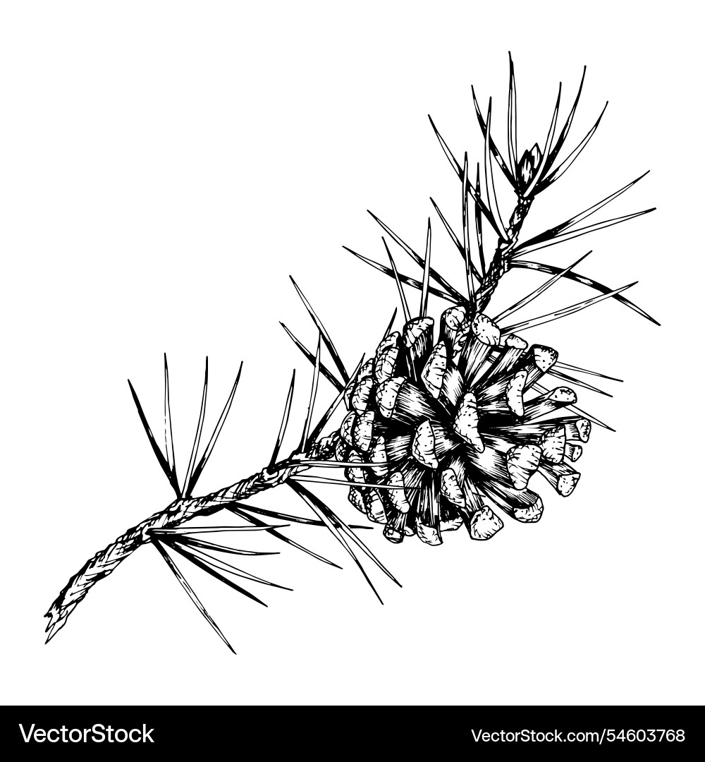Detailed hand drawn of pine Royalty Free Vector Image
