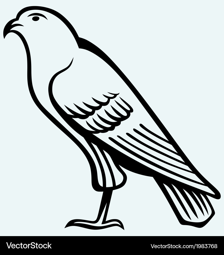 Eagle sketch Royalty Free Vector Image - VectorStock