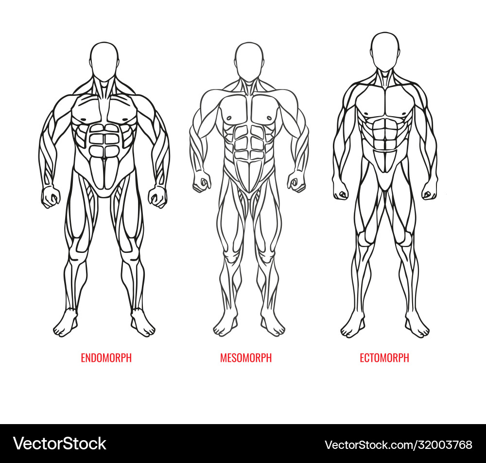 Men body types diagram with three somatotypes Vector Image