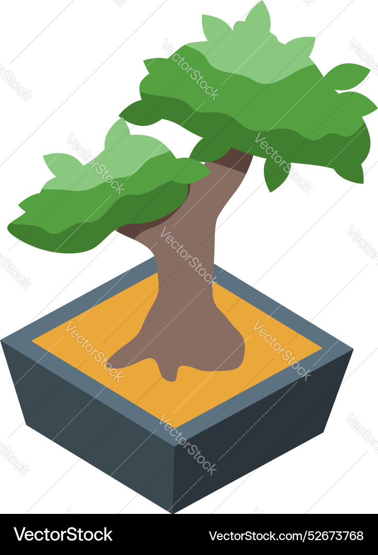Small bonsai tree growing in square pot isometric Vector Image
