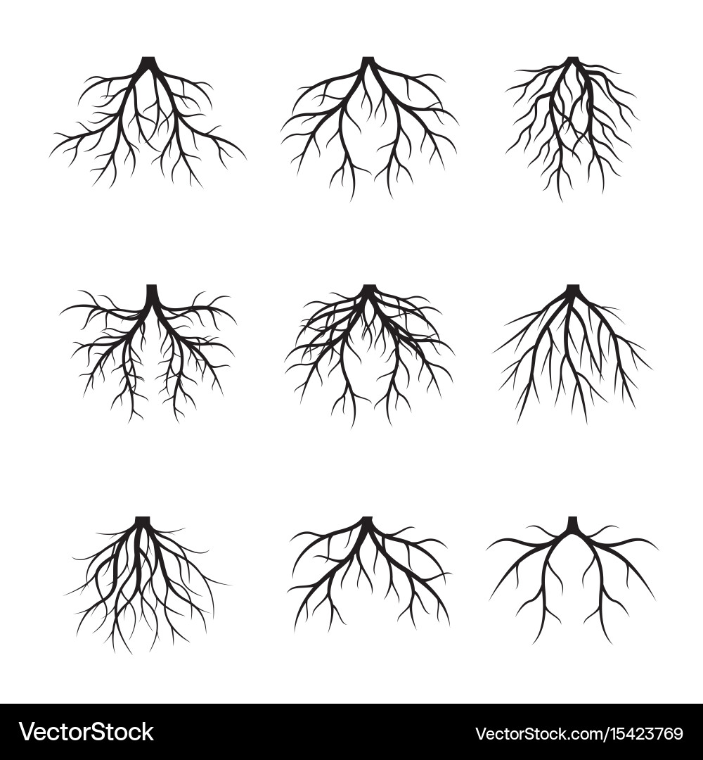 Collection of black roots Royalty Free Vector Image