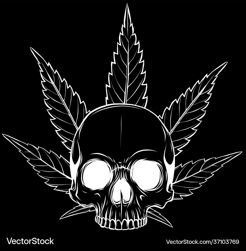 White Skull with Marijuana Leaves Royalty Free Vector Image