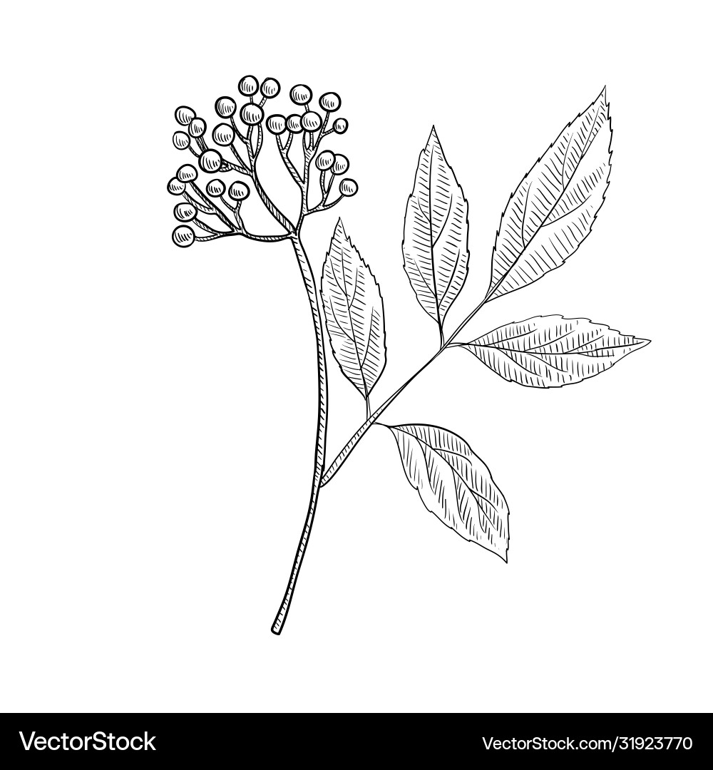 Elderberry Branch Drawing Royalty Free Vector Image