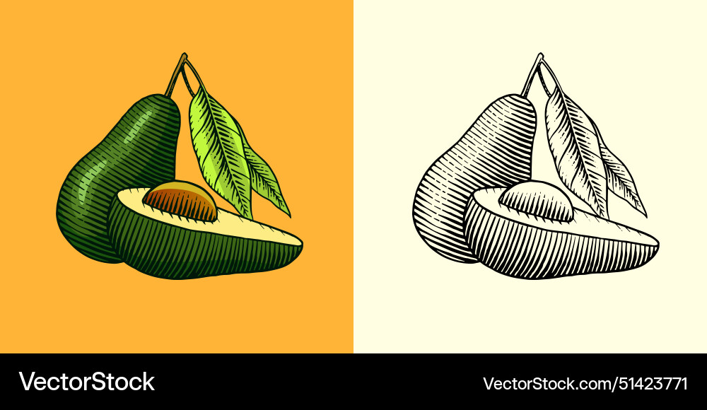 Tropical Avocado Evergreen Fruit Plant Isolated Vector Image