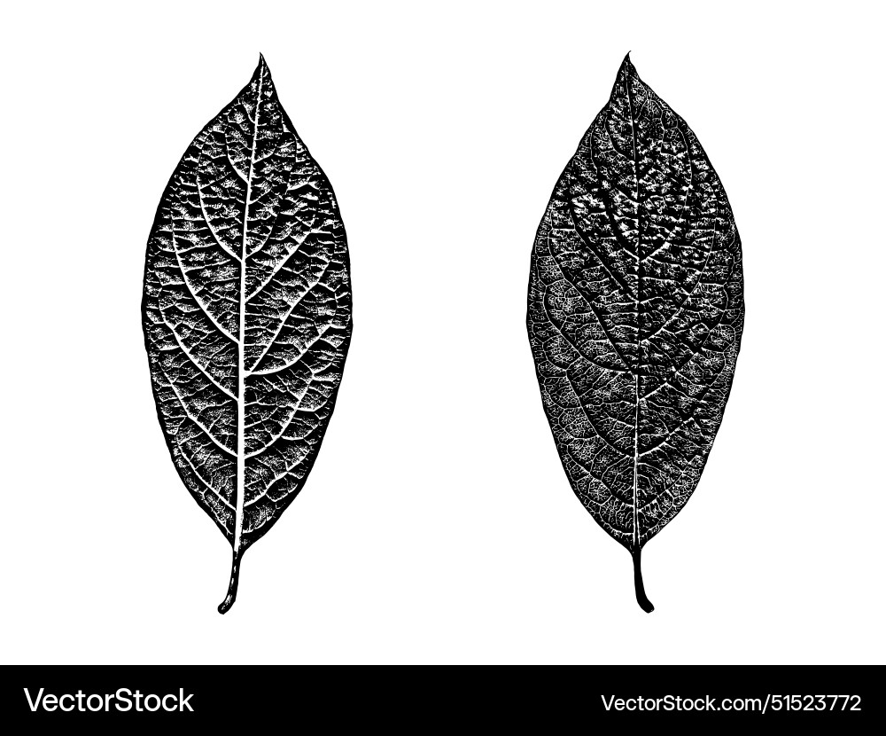 Black leaf realistic texture overlay Royalty Free Vector