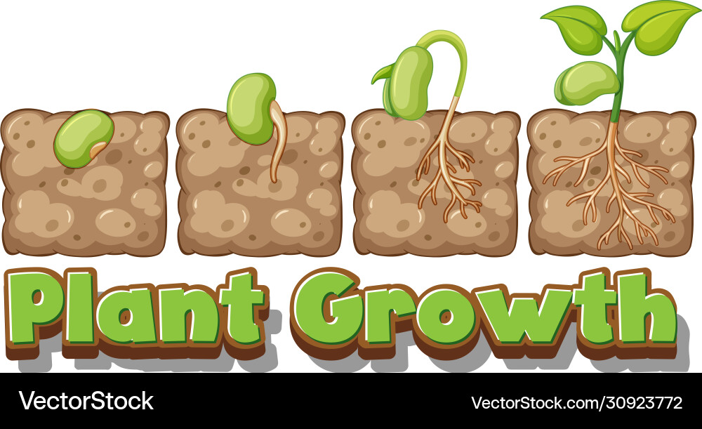 How Plants Grow Diagram