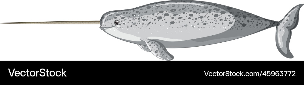 Narwhal on white background Royalty Free Vector Image