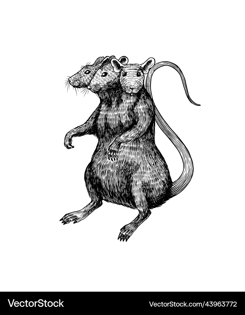 Rat king or mouse graphic wild animal hand drawn Vector Image