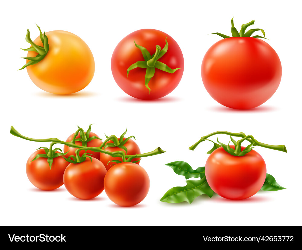 Realistic tomatoes 3d vegetables whole fruits Vector Image