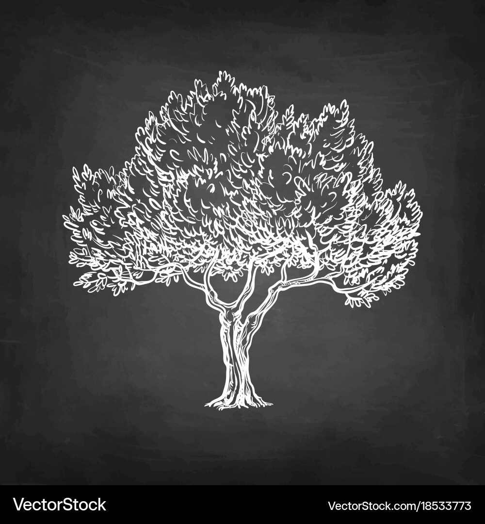Chalk sketch of olive tree Royalty Free Vector Image