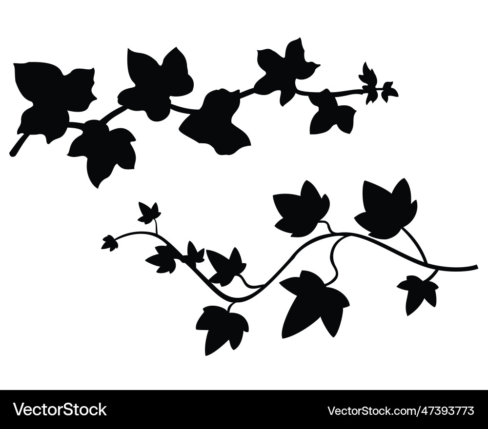 Ivy branches silhouette bundle Royalty Free Vector Image