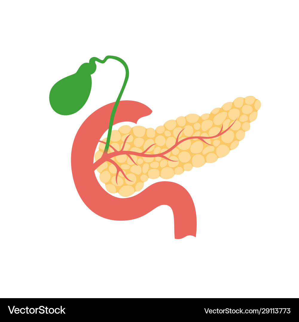 Pancreas and gallbladder Royalty Free Vector Image