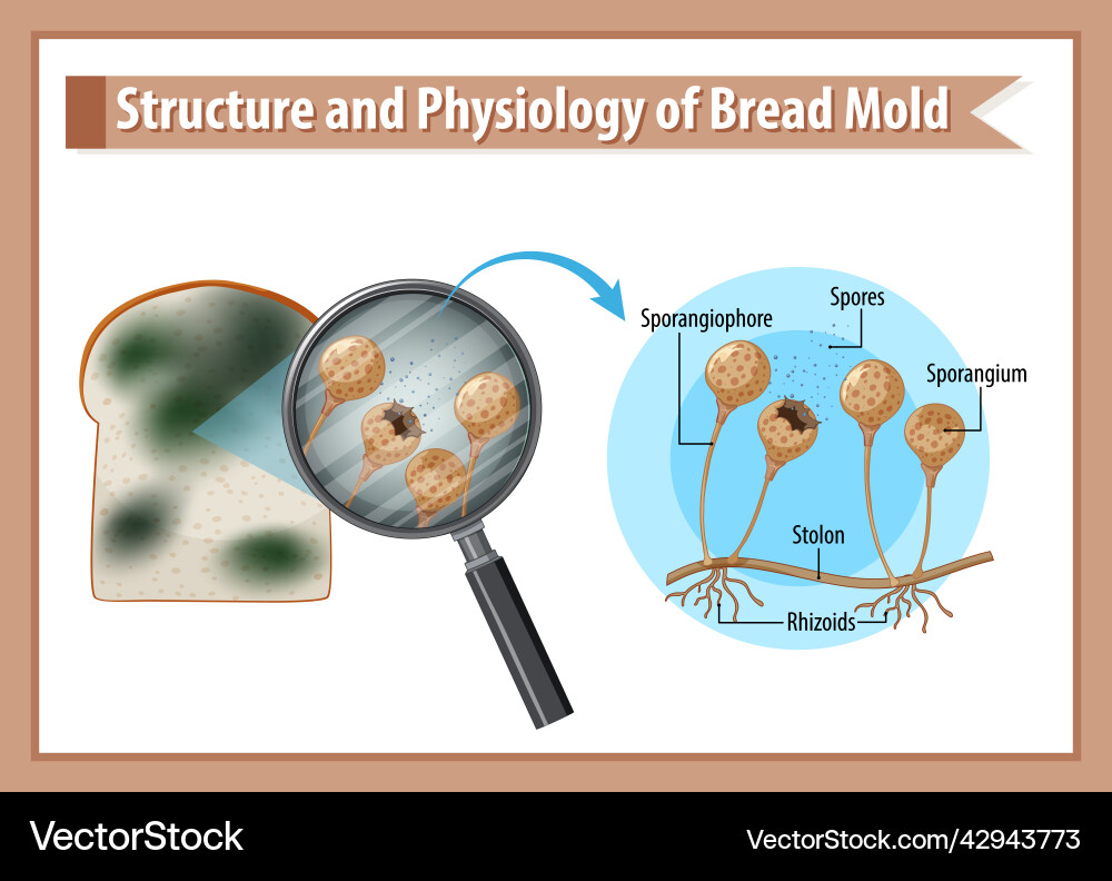 Structure and physiology of bread mold Royalty Free Vector