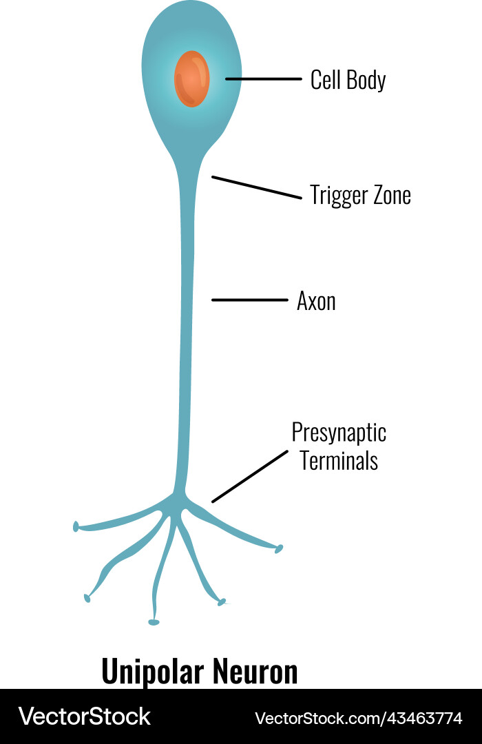 Unipolar Neuron Picture