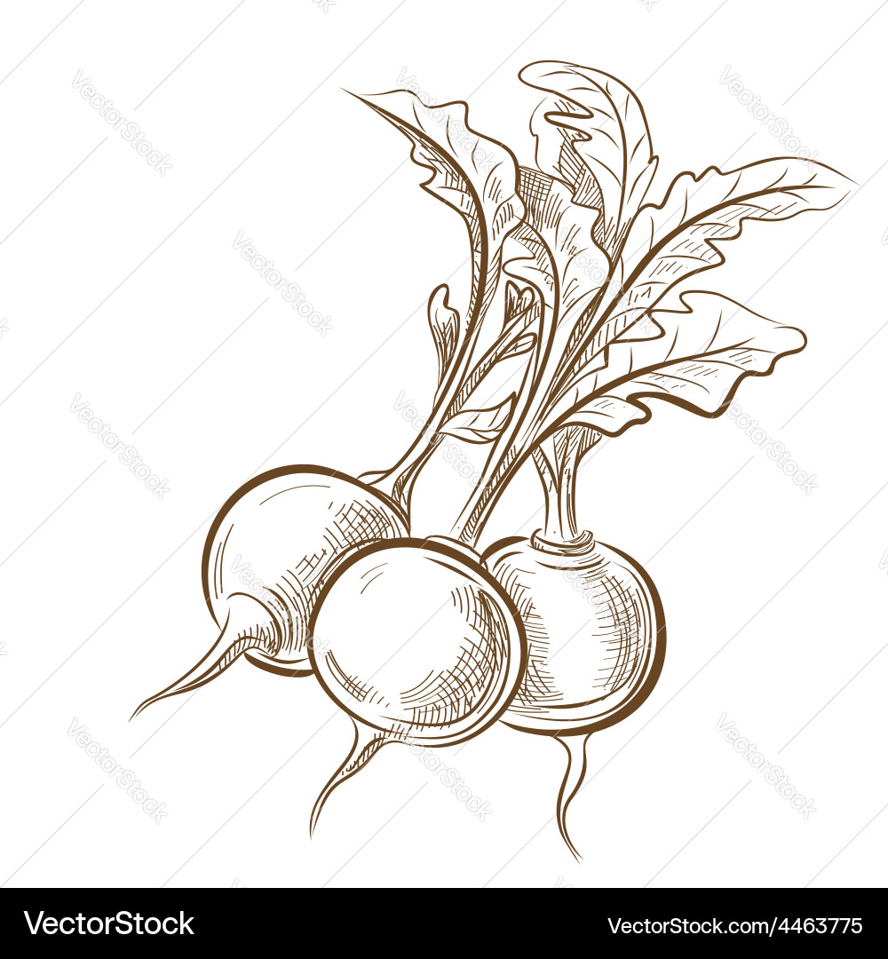 Hand-Drawn Radish Sketch Royalty Free Vector Image