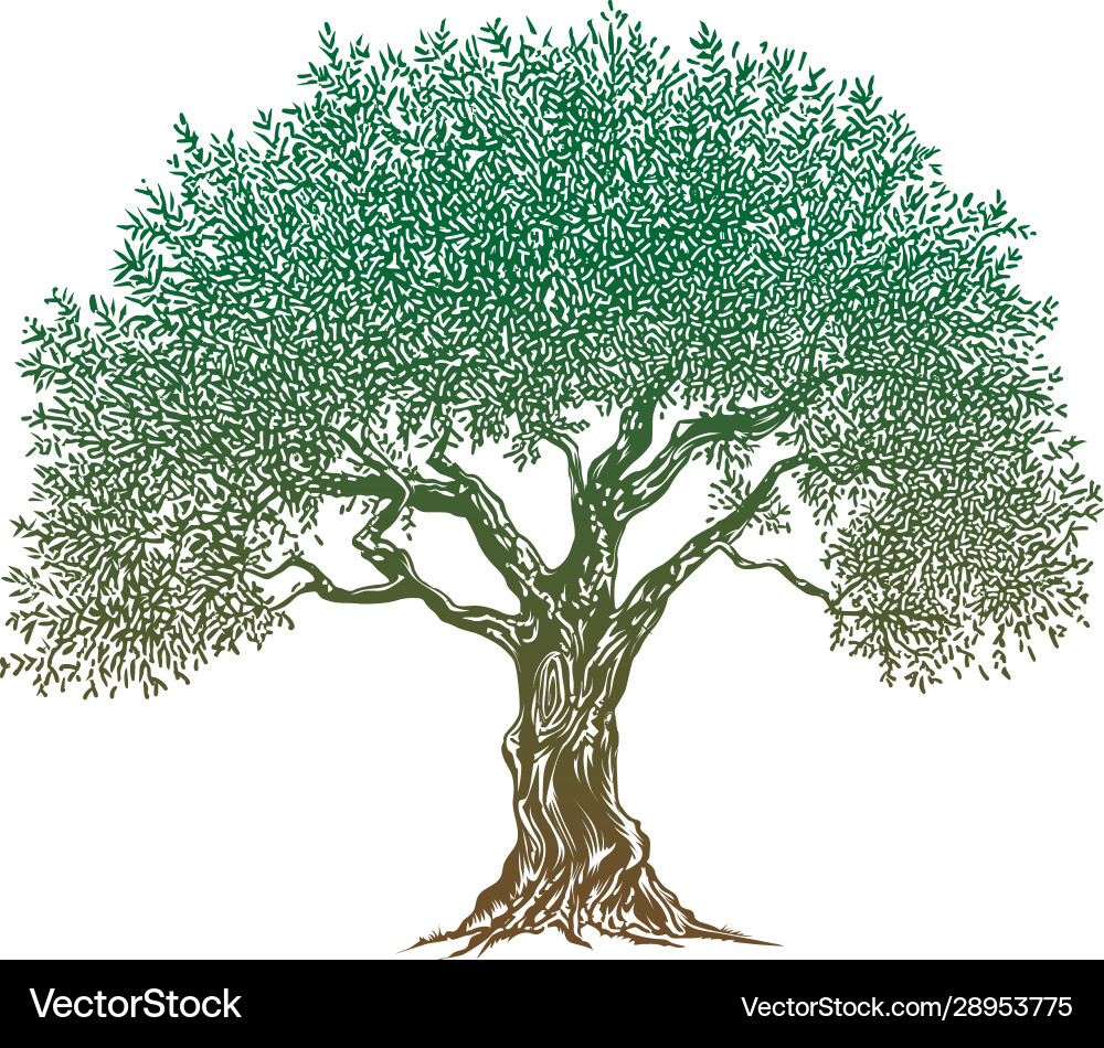 Olive tree Royalty Free Vector Image - VectorStock