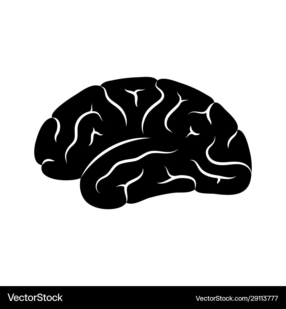 Human brain anatomy Royalty Free Vector Image - VectorStock