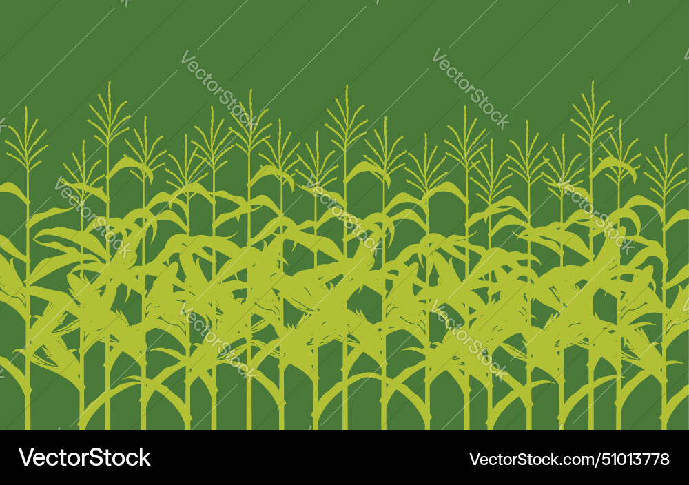 Corn field Royalty Free Vector Image - VectorStock