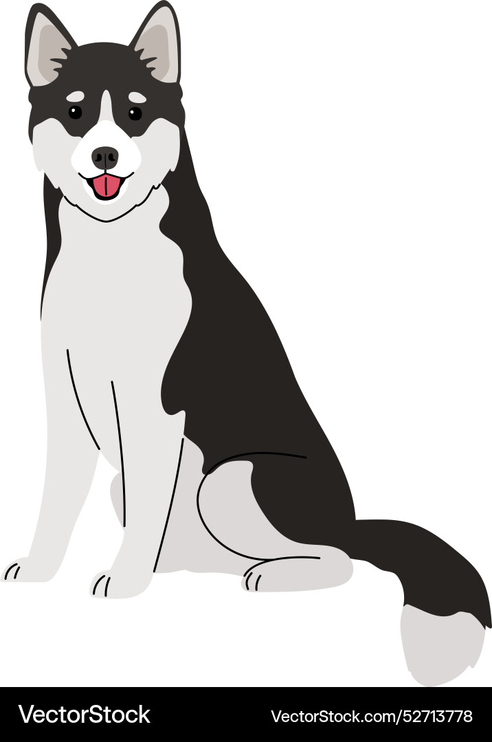 Husky breed dog on white Royalty Free Vector Image