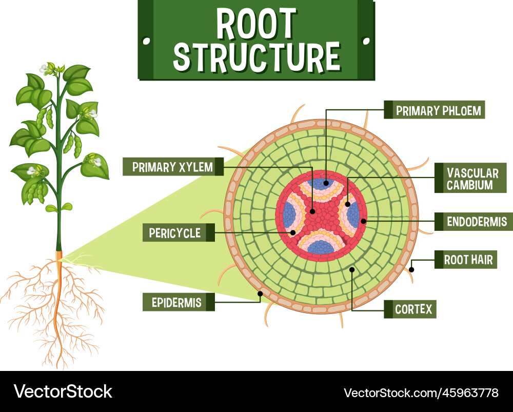Internal structure of root diagram Royalty Free Vector Image