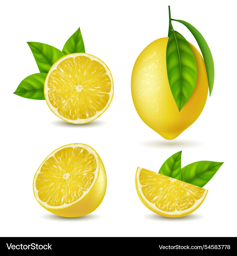 Realistic detailed 3d yellow lemon slices set Vector Image