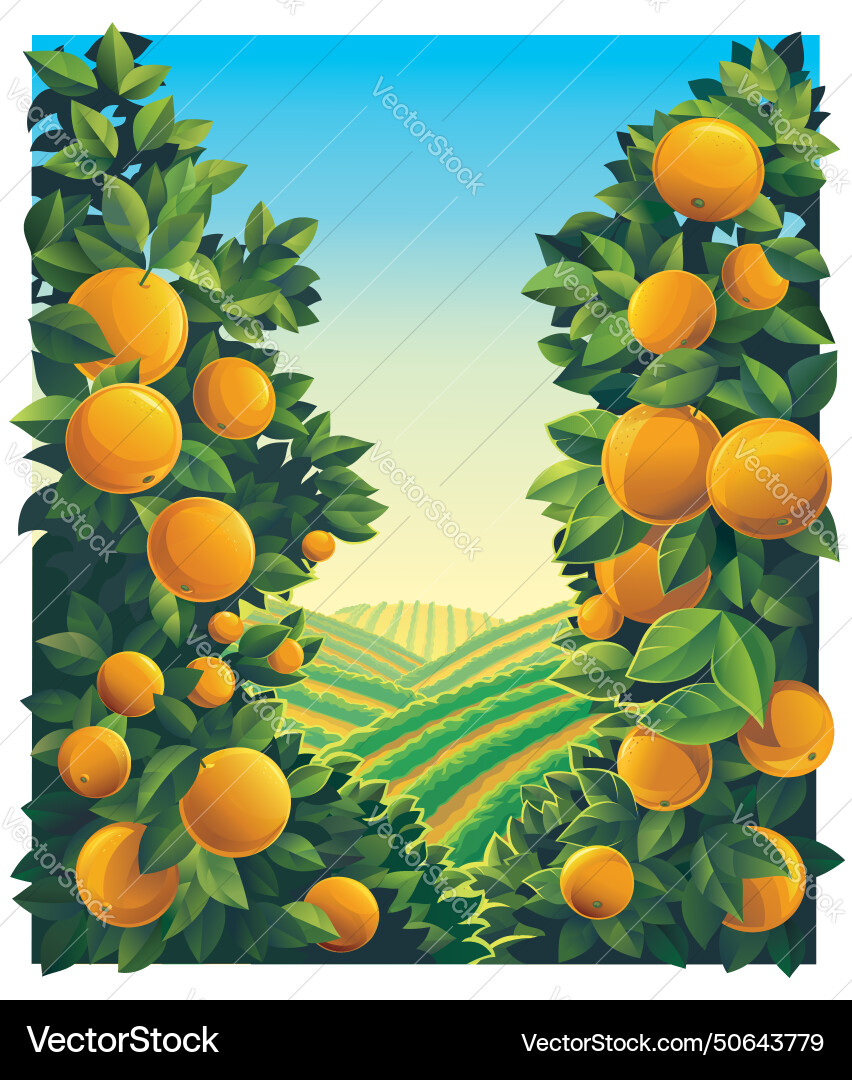 Rural landscape with orchard oranges Royalty Free Vector
